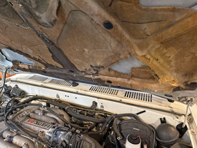 How to Get Rid of a Pack Rat - Grit